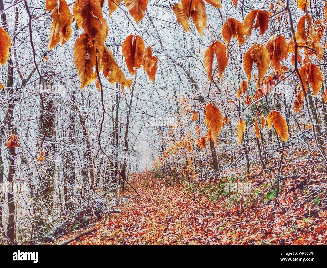Frost covered forest hi-res stock photography and images - Alamy