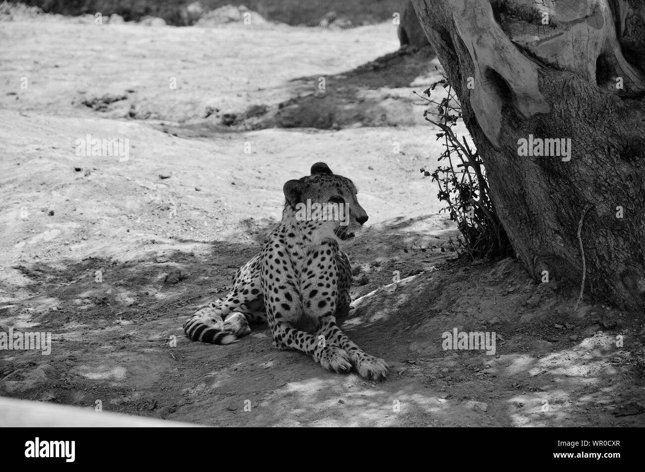 Cheetah sitting in tree hi-res stock photography and images - Alamy