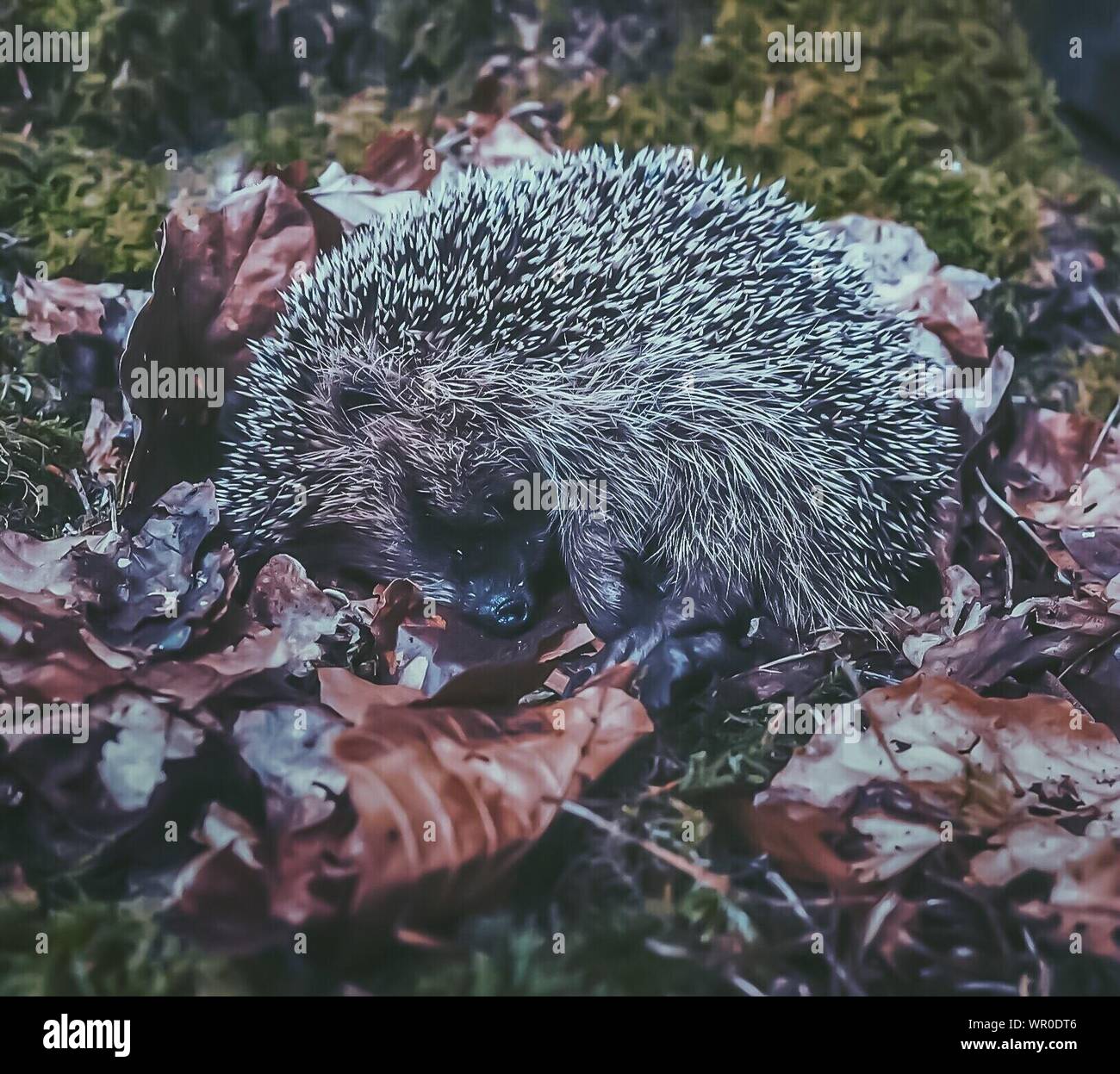 Hedgehog and leaves hi-res stock photography and images - Alamy