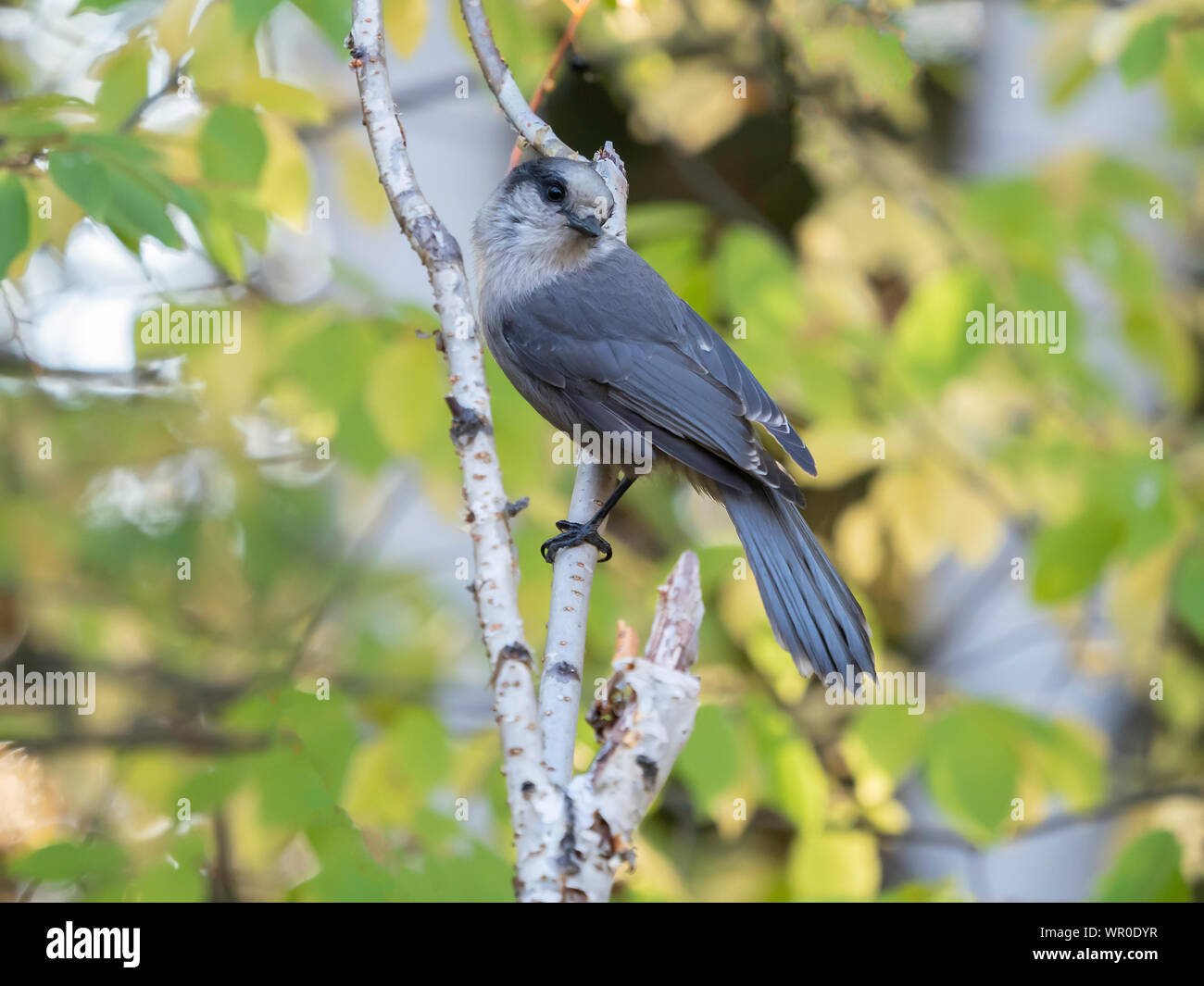 Gray Jay or Canada Jay Strikes a Pose Stock Photo - Alamy