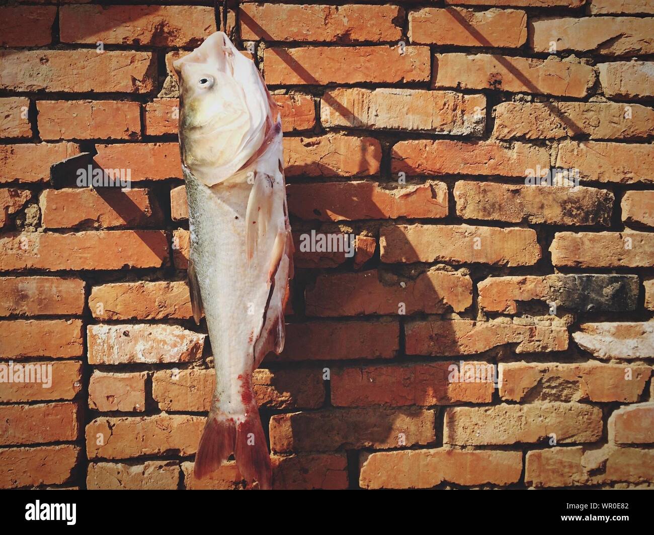 Fish brick hi-res stock photography and images - Alamy