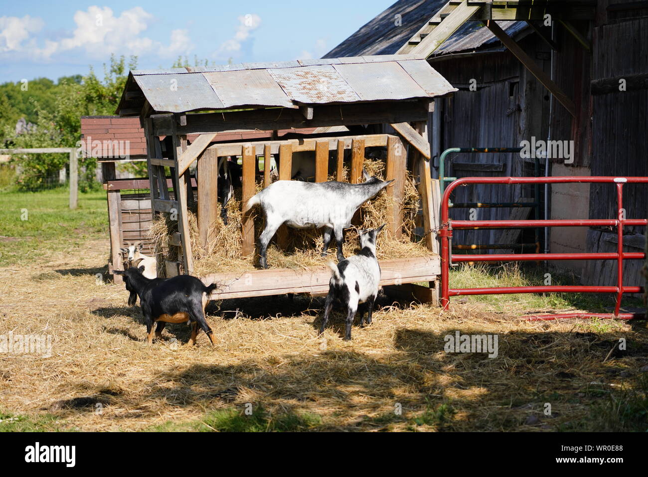 goat, farm, animal, nature, mammal, agriculture, white, rural, domestic ...