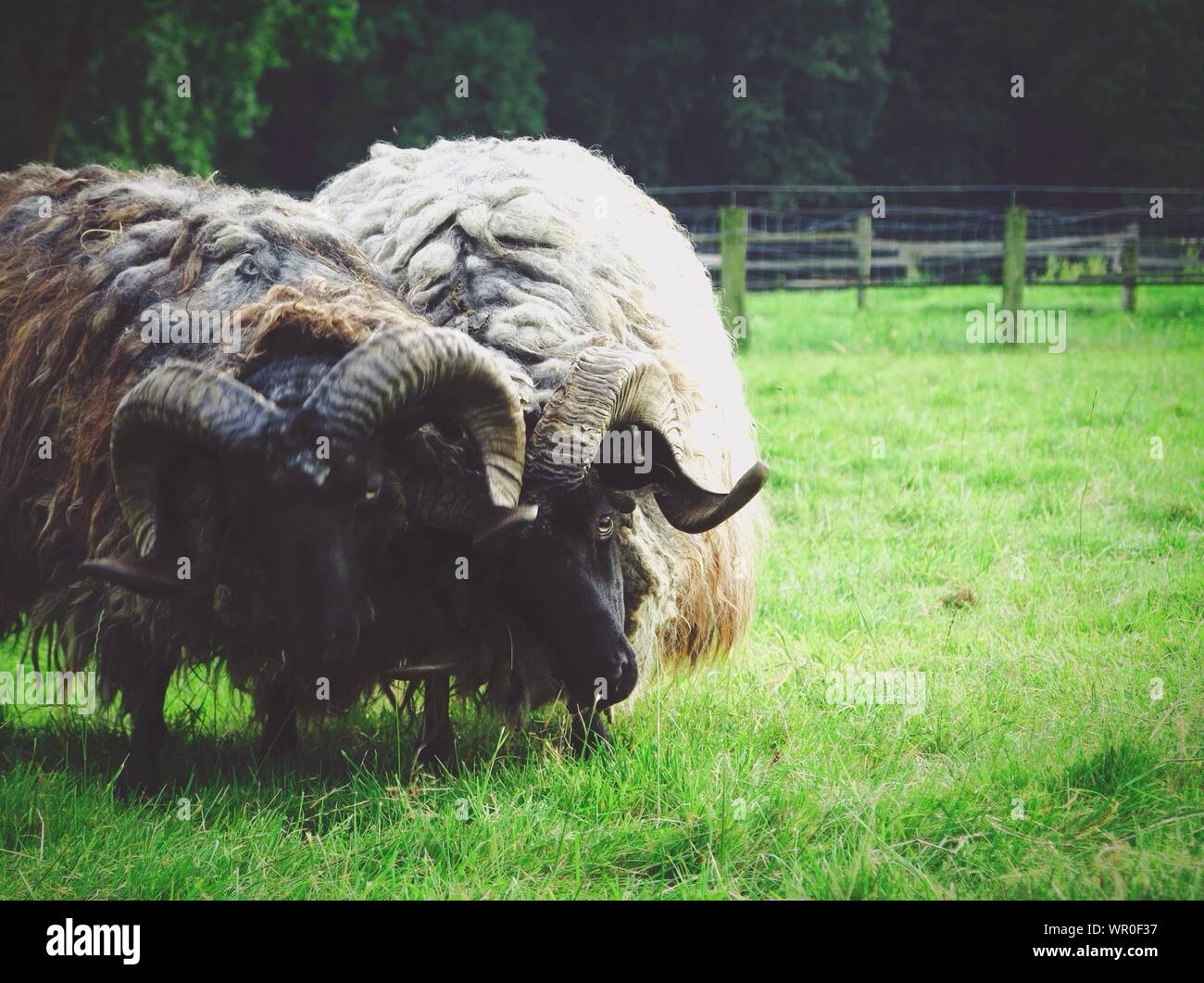Rams are horned hi-res stock photography and images - Alamy