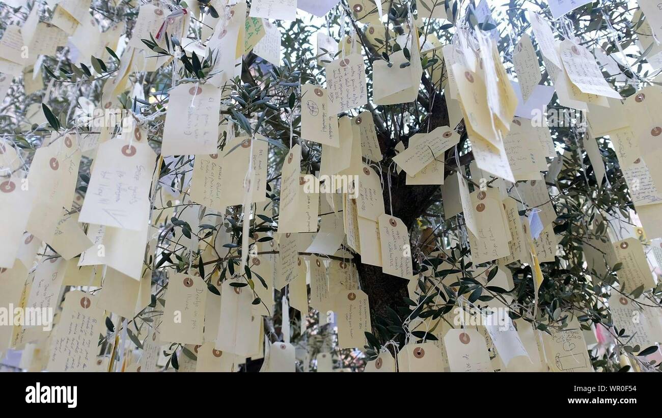 Wishing tree wish hi-res stock photography and images - Alamy