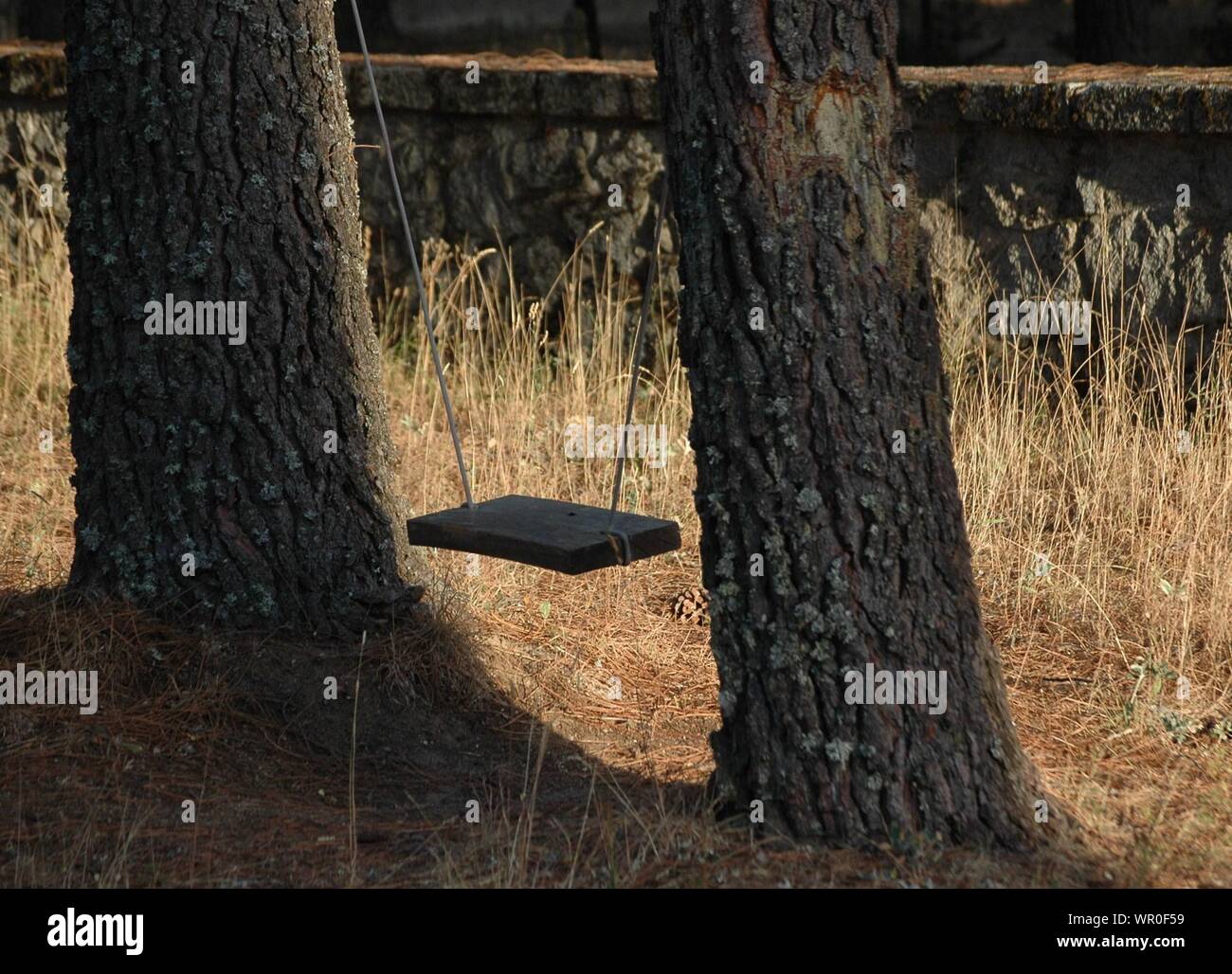 Empty bark of tree hi-res stock photography and images - Alamy