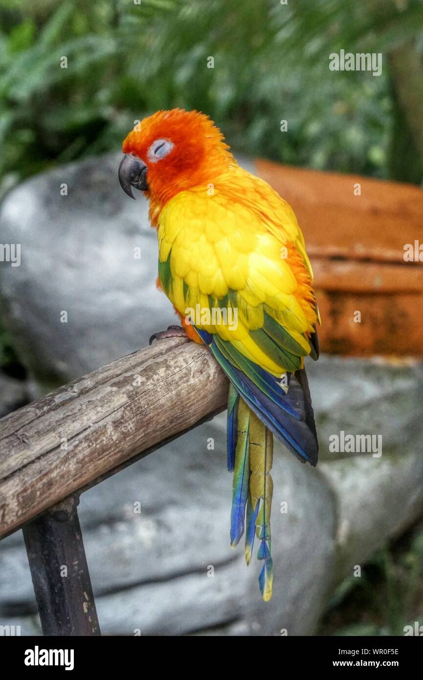 Parrot side view hi-res stock photography and images - Alamy