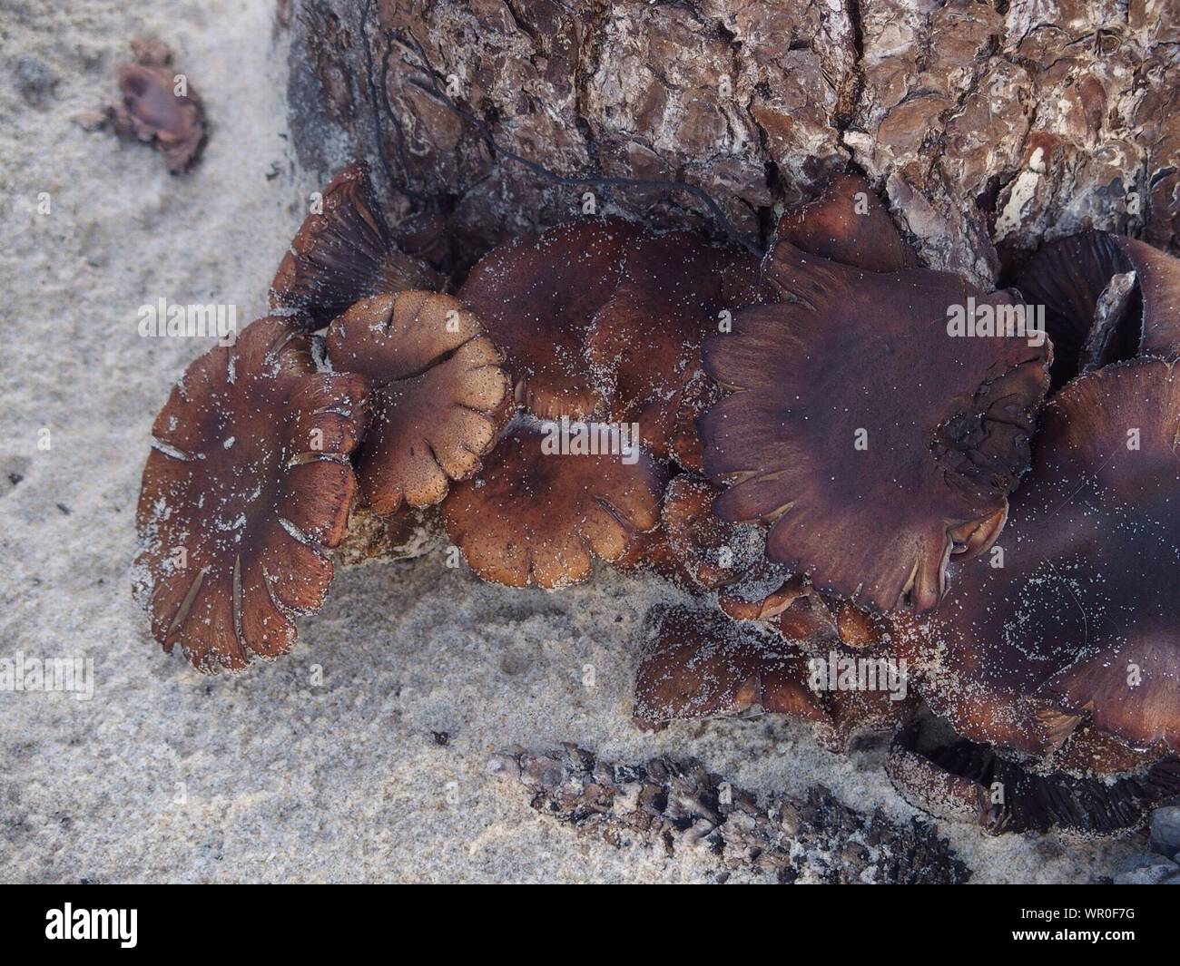 Mushroom in sand hi-res stock photography and images - Alamy