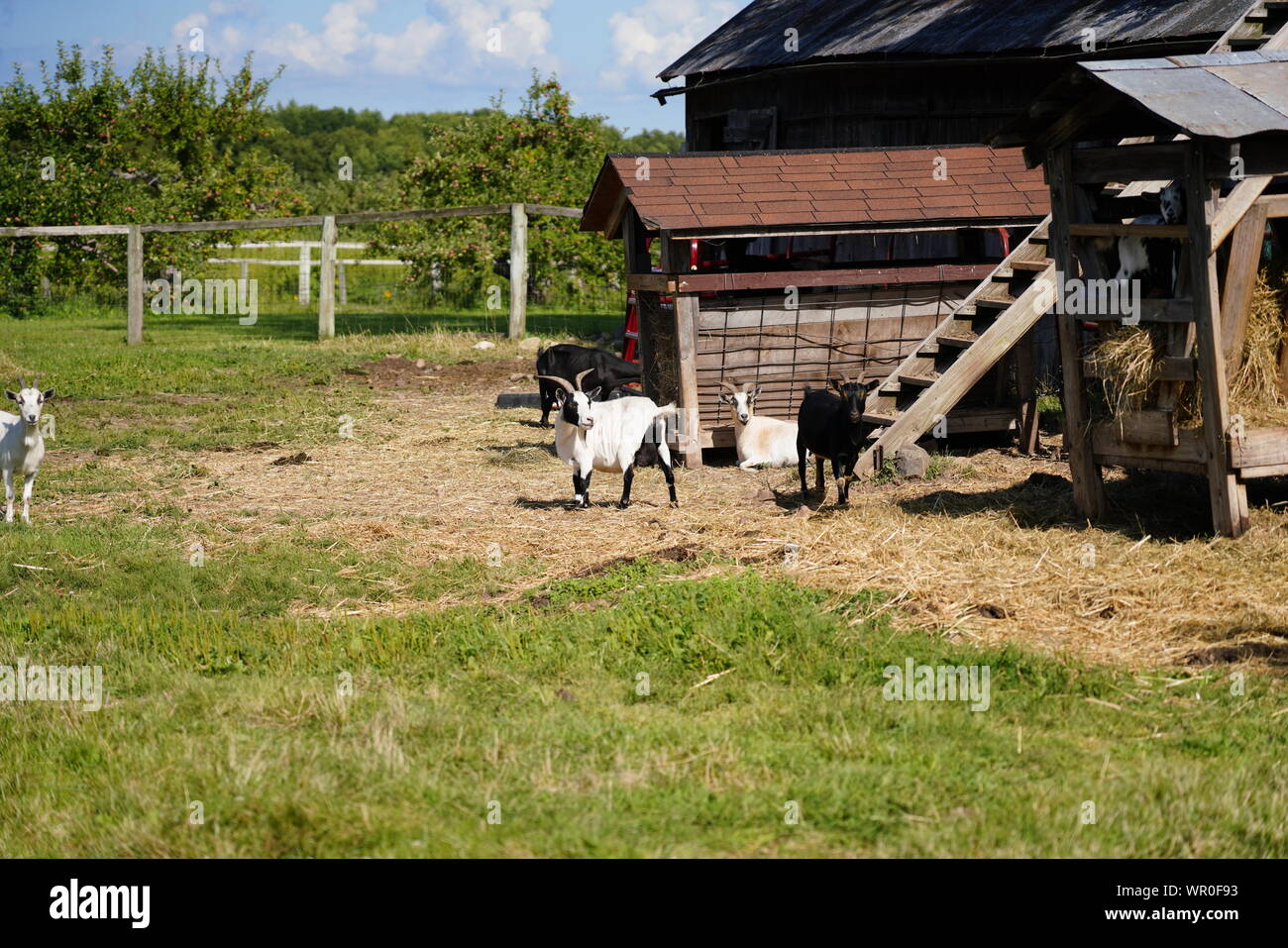 goat, farm, animal, nature, mammal, agriculture, white, rural, domestic ...