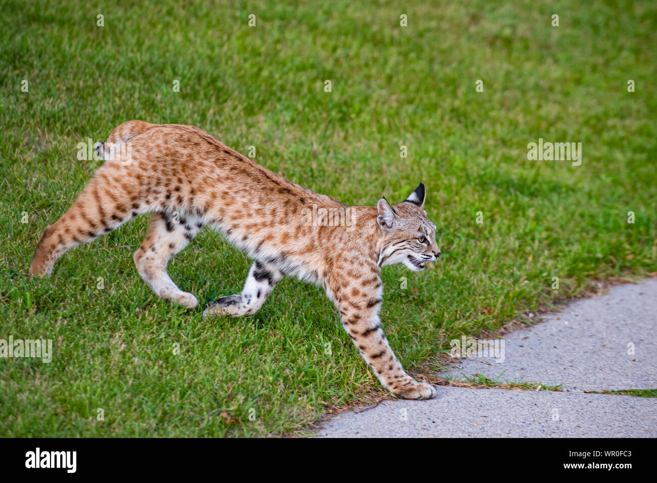 Wild Bobcat encroaching on city. Roaming the streets of a city ...