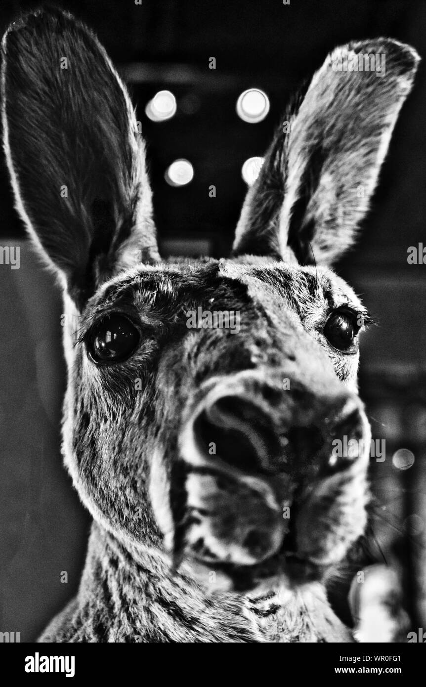 Kangaroo nose hi-res stock photography and images - Alamy