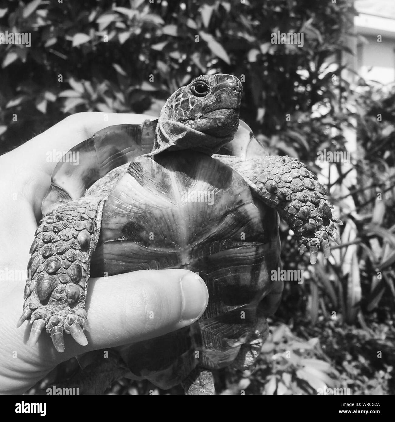 Hand holding turtle hi-res stock photography and images - Alamy