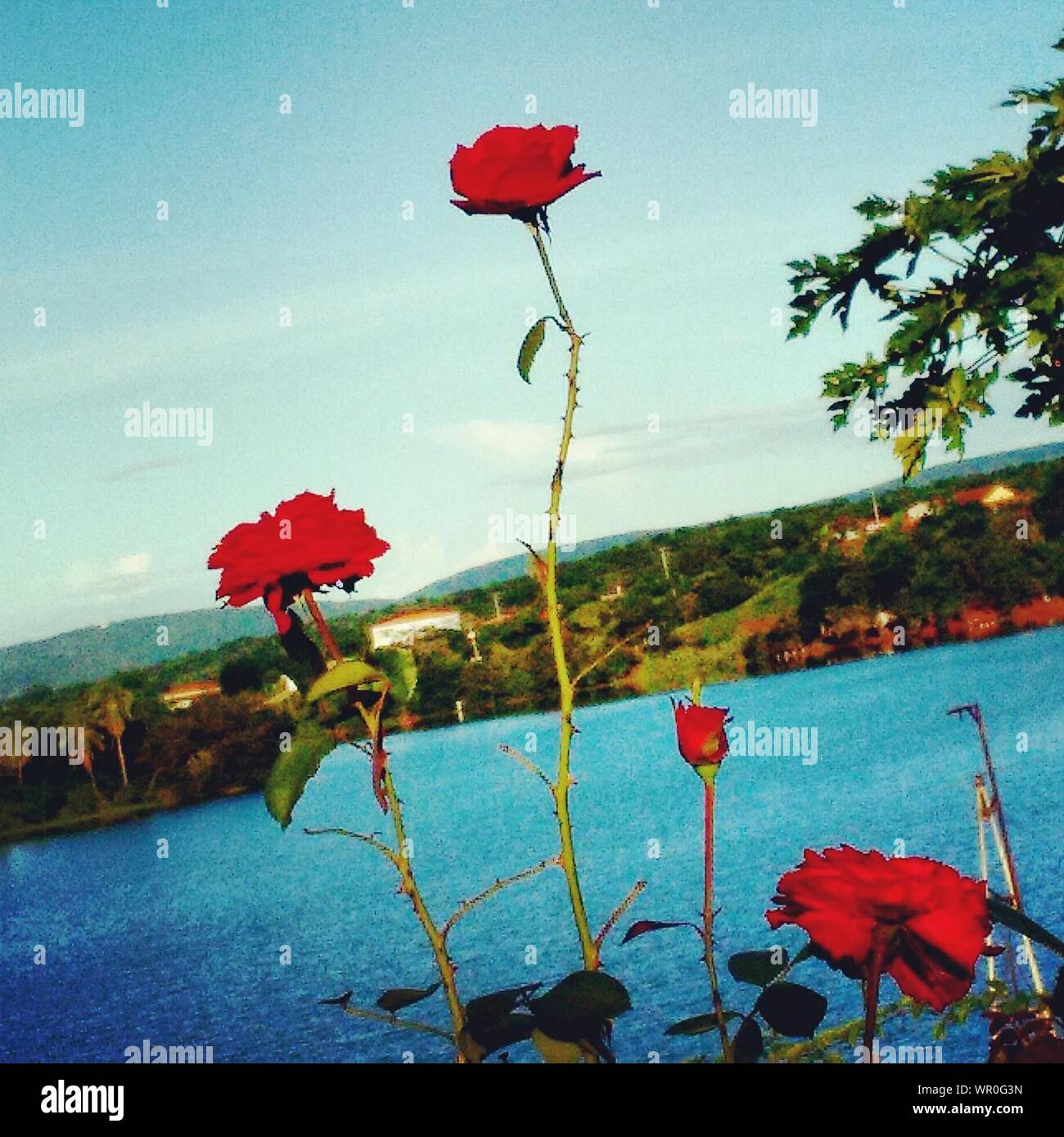 Sea sea roses hi-res stock photography and images - Alamy