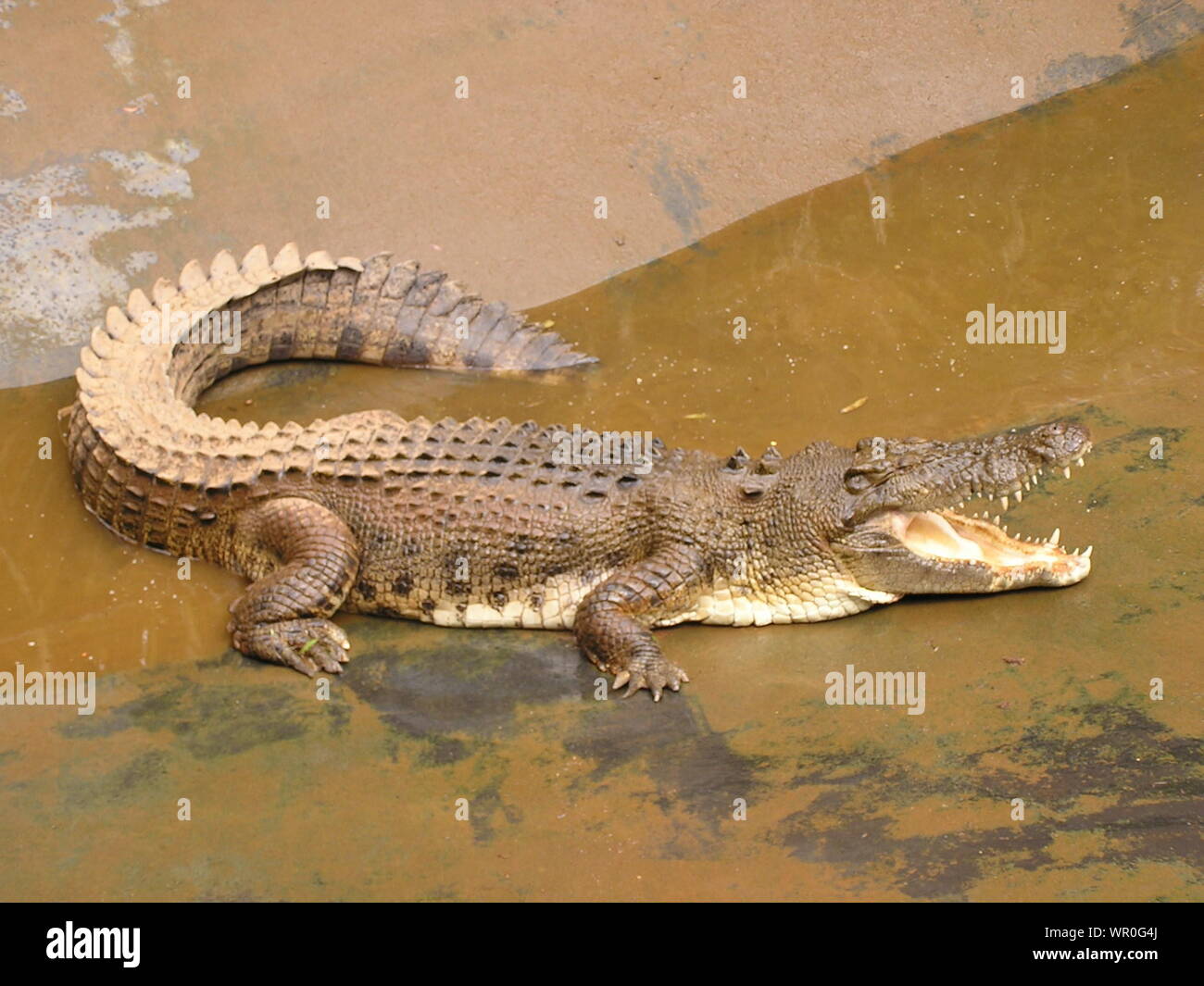 Side view of alligator hi-res stock photography and images - Alamy