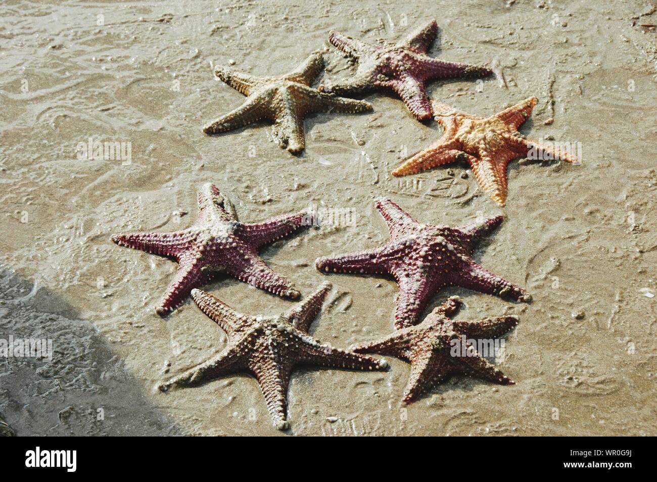 Dead starfish shore hi-res stock photography and images - Alamy
