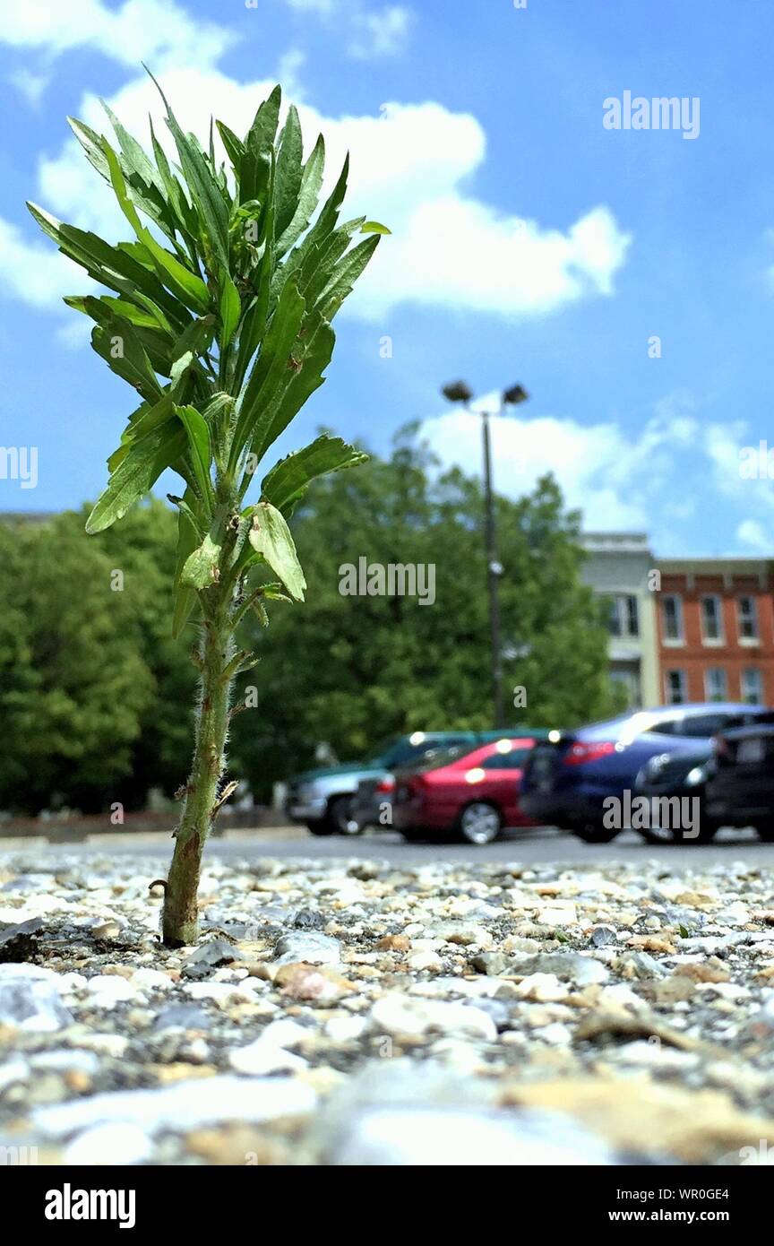 Road side plant hi-res stock photography and images - Alamy