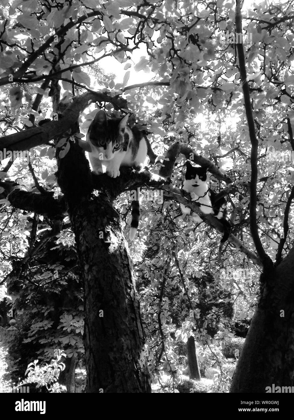 Cats tree hi-res stock photography and images - Alamy