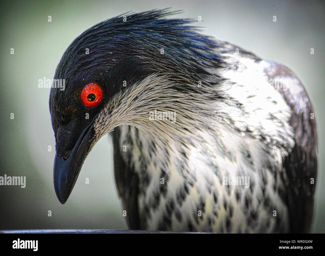 Red eye bird hi-res stock photography and images - Alamy