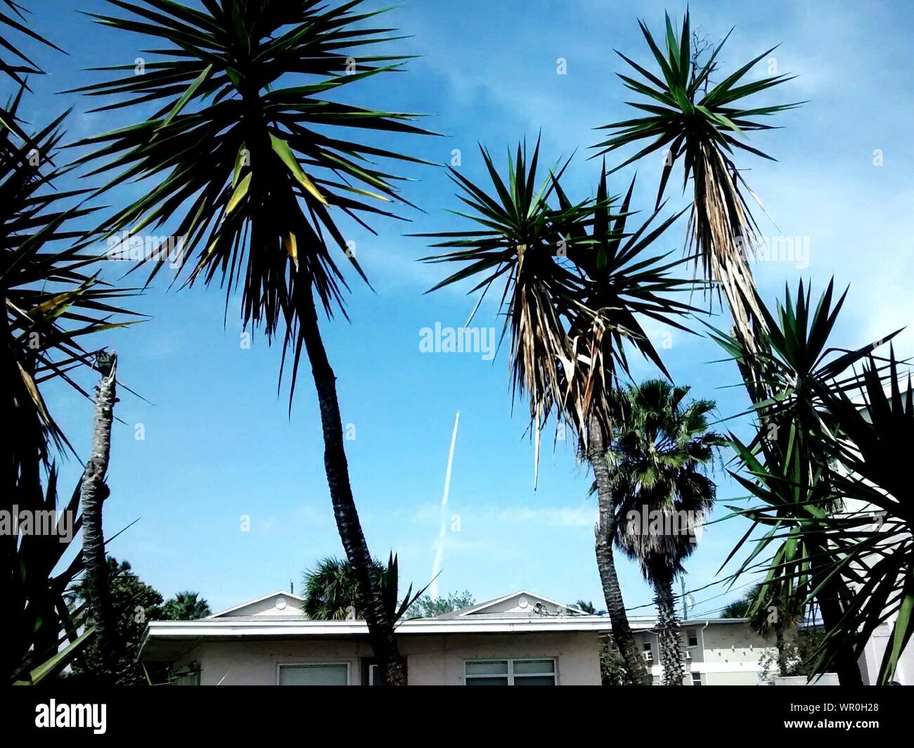 Spiked palm hi-res stock photography and images - Alamy