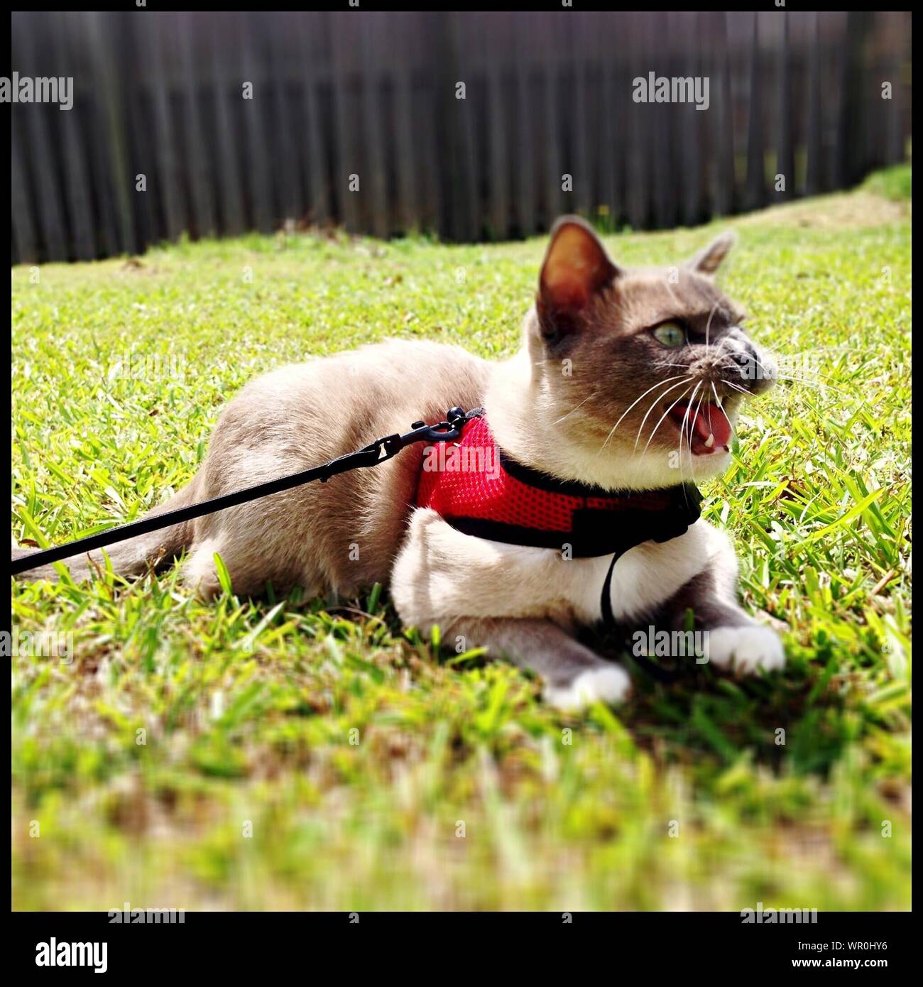 Snarling Cat High Resolution Stock Photography and Images - Alamy