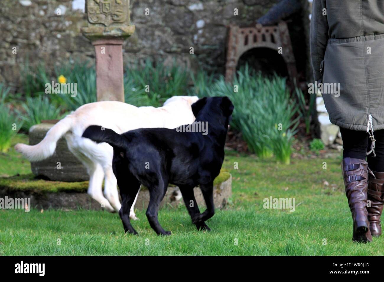 Frolicking in grass hi-res stock photography and images - Alamy
