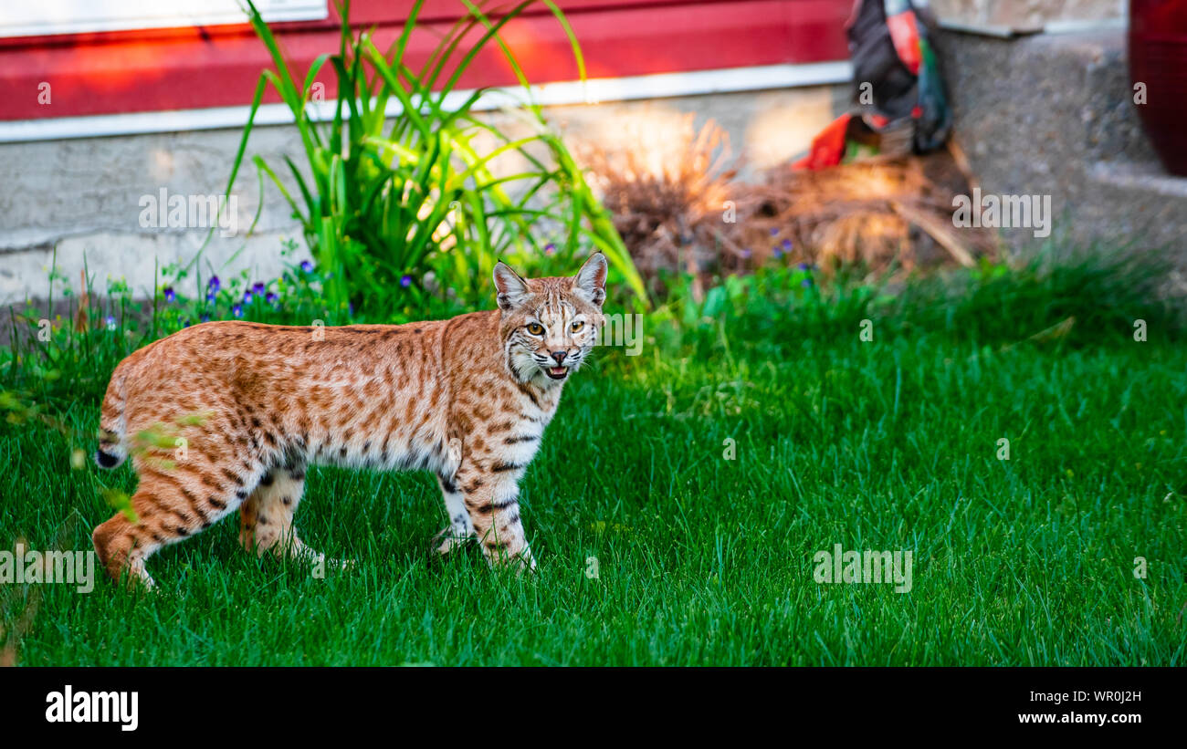 Wild Bobcat encroaching on city. Roaming the streets of a city ...