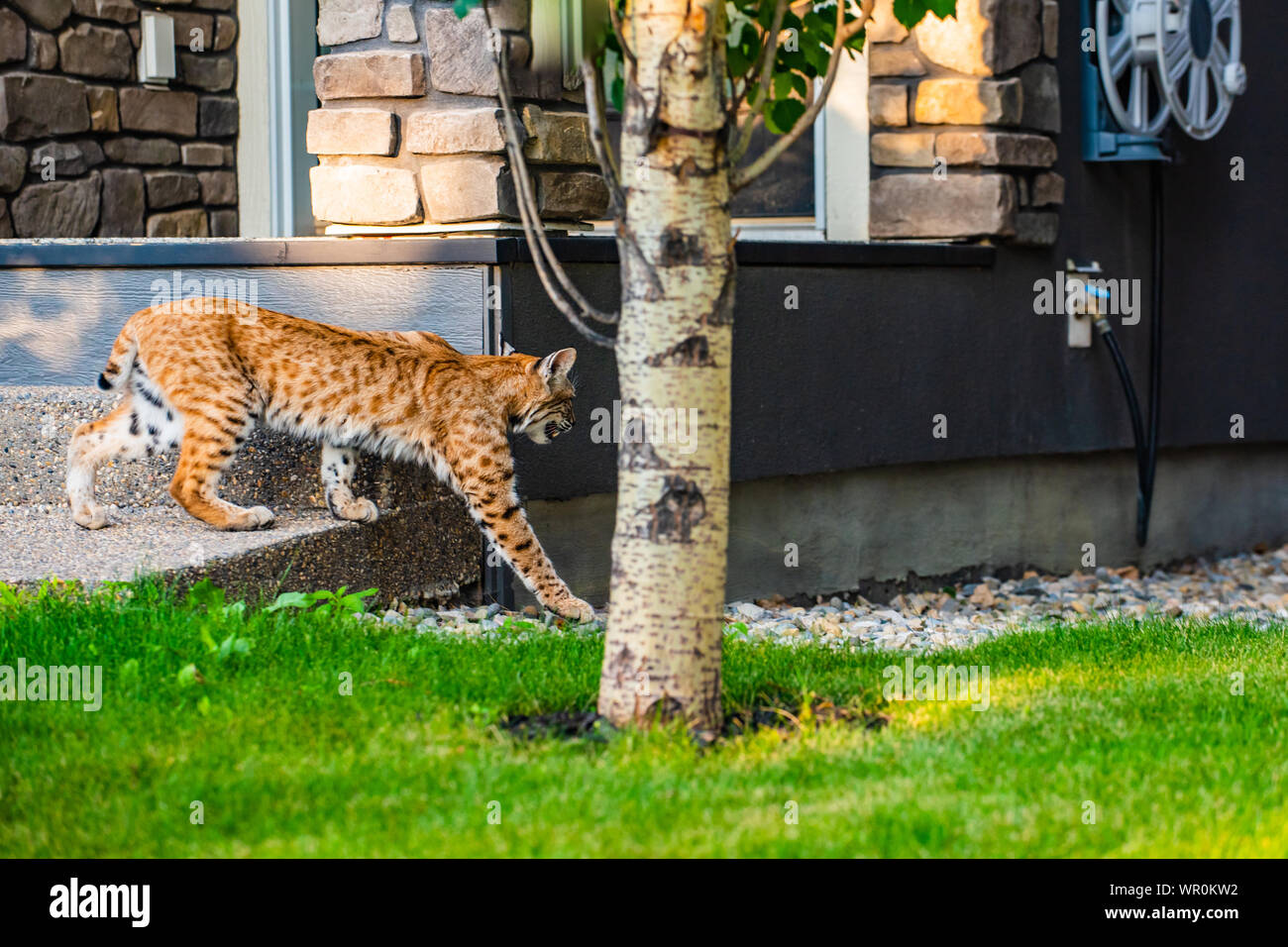 Wild Bobcat encroaching on city. Roaming the streets of a city ...