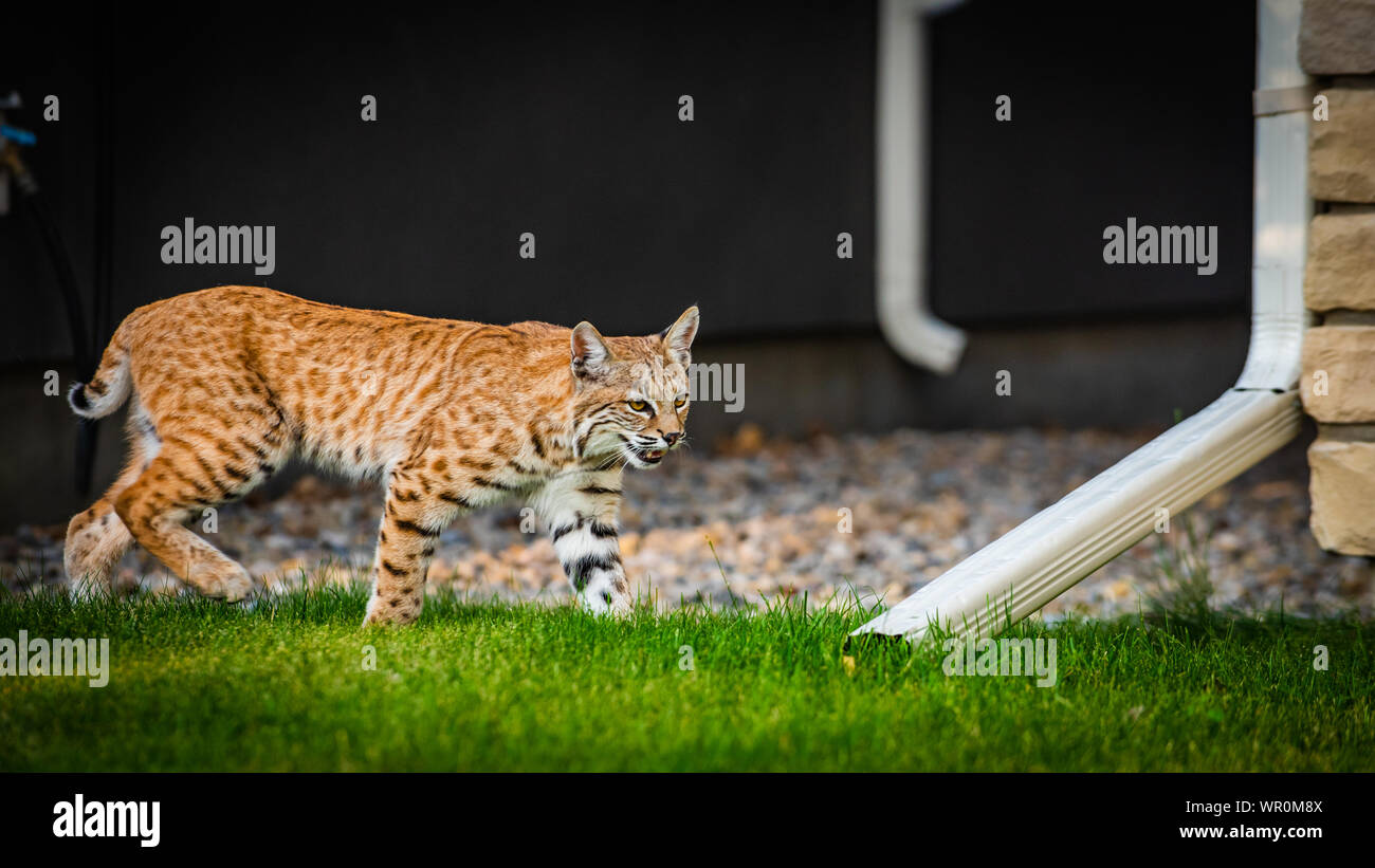 Wild Bobcat encroaching on city. Roaming the streets of a city ...