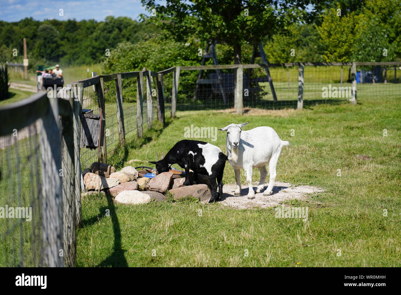 goat, farm, animal, nature, mammal, agriculture, white, rural, domestic ...