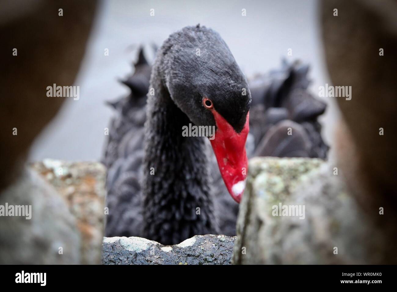 Swan looking down hi-res stock photography and images - Alamy