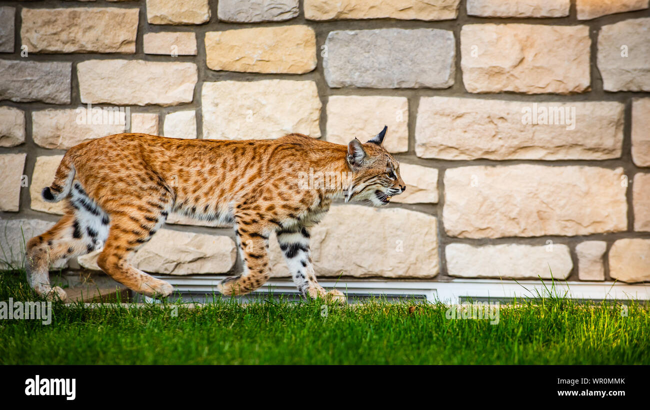 Wild Bobcat encroaching on city. Roaming the streets of a city ...