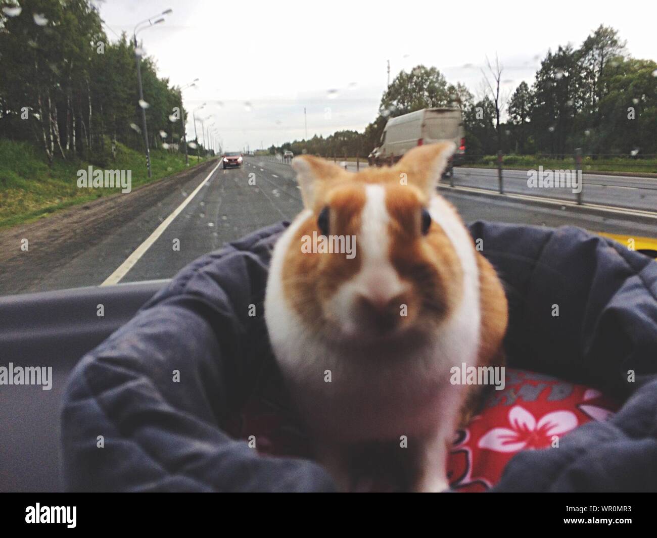 Car rabbit hi-res stock photography and images - Alamy