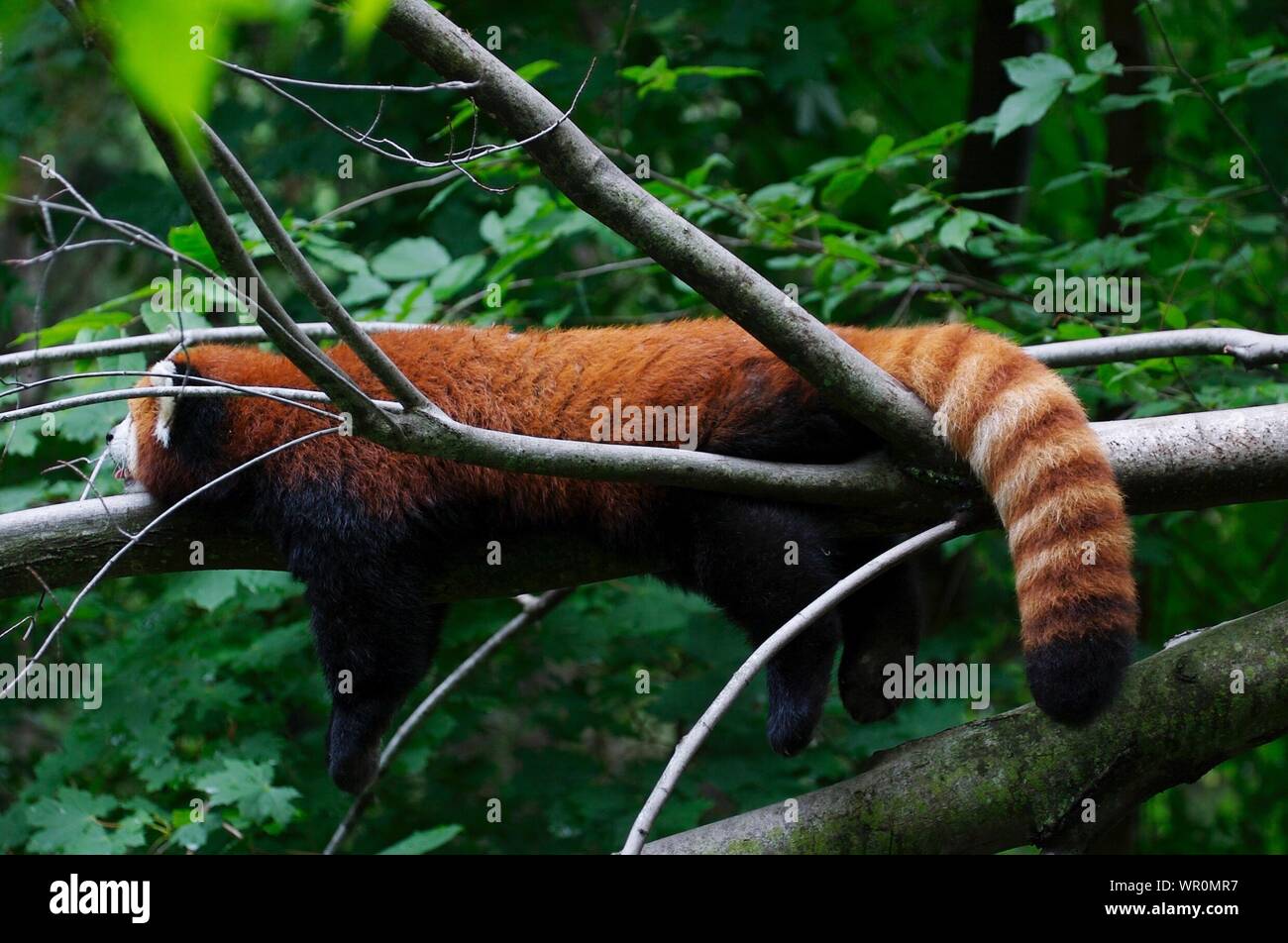 Side view red panda hi-res stock photography and images - Alamy