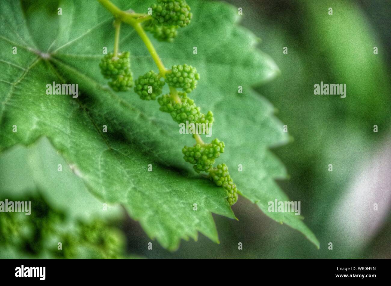 Inflorescence Of Grapevine High Resolution Stock Photography and Images ...