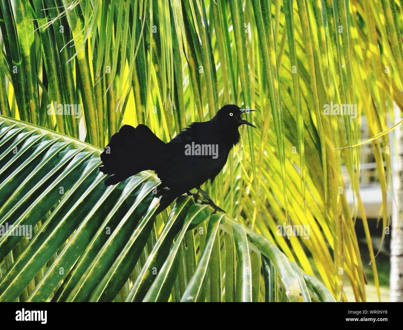Wild animal chirping hi-res stock photography and images - Alamy