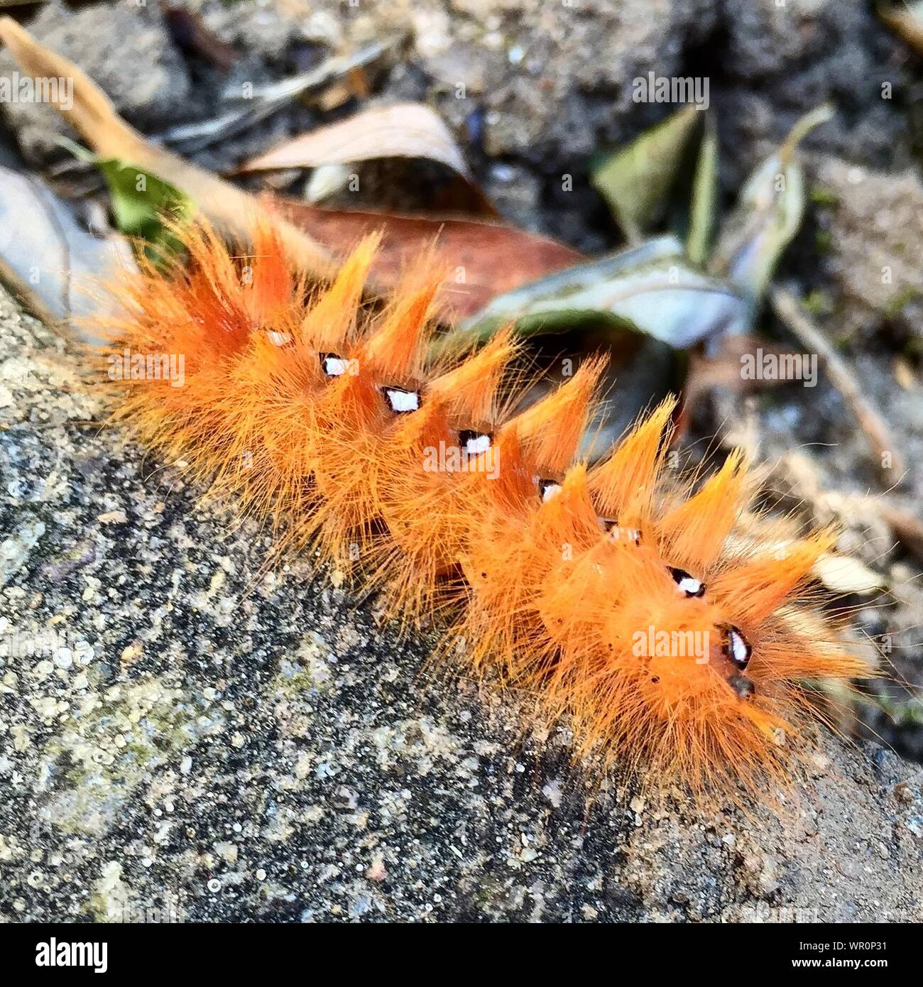 Spiked Caterpillar High Resolution Stock Photography and Images - Alamy