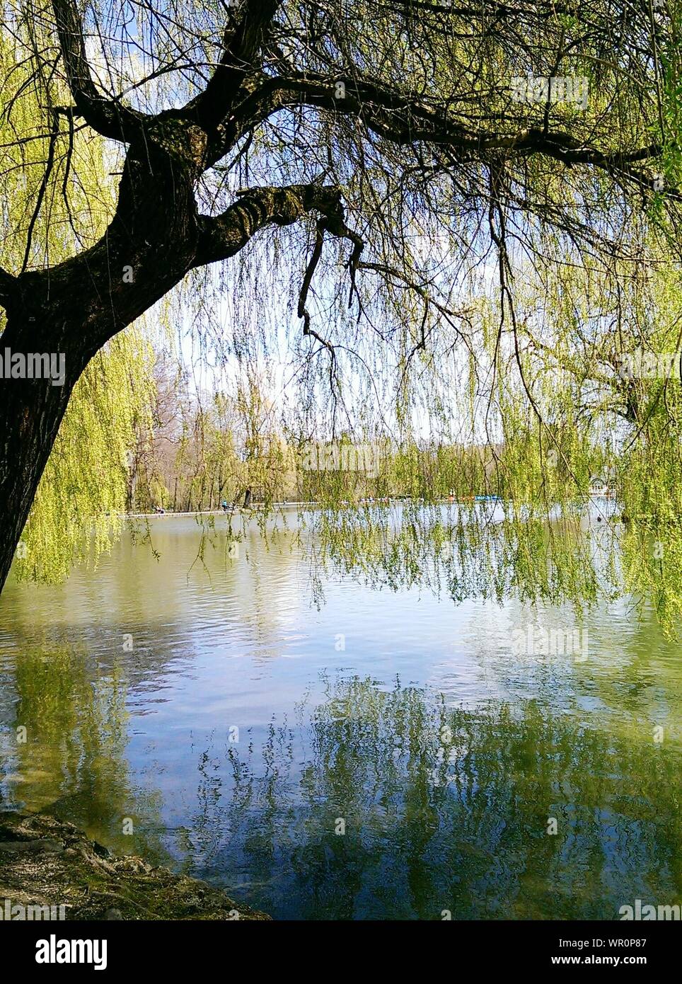 Weeping Willow Riverbank High Resolution Stock Photography and Images ...