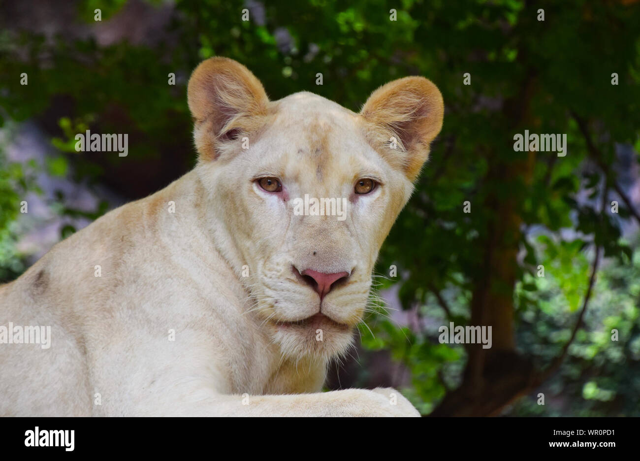 White lioness hi-res stock photography and images - Alamy