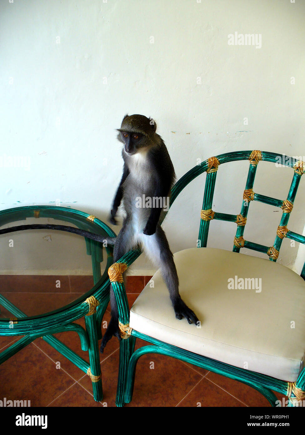 Monkey On Chair Against Wall Stock Photo - Alamy