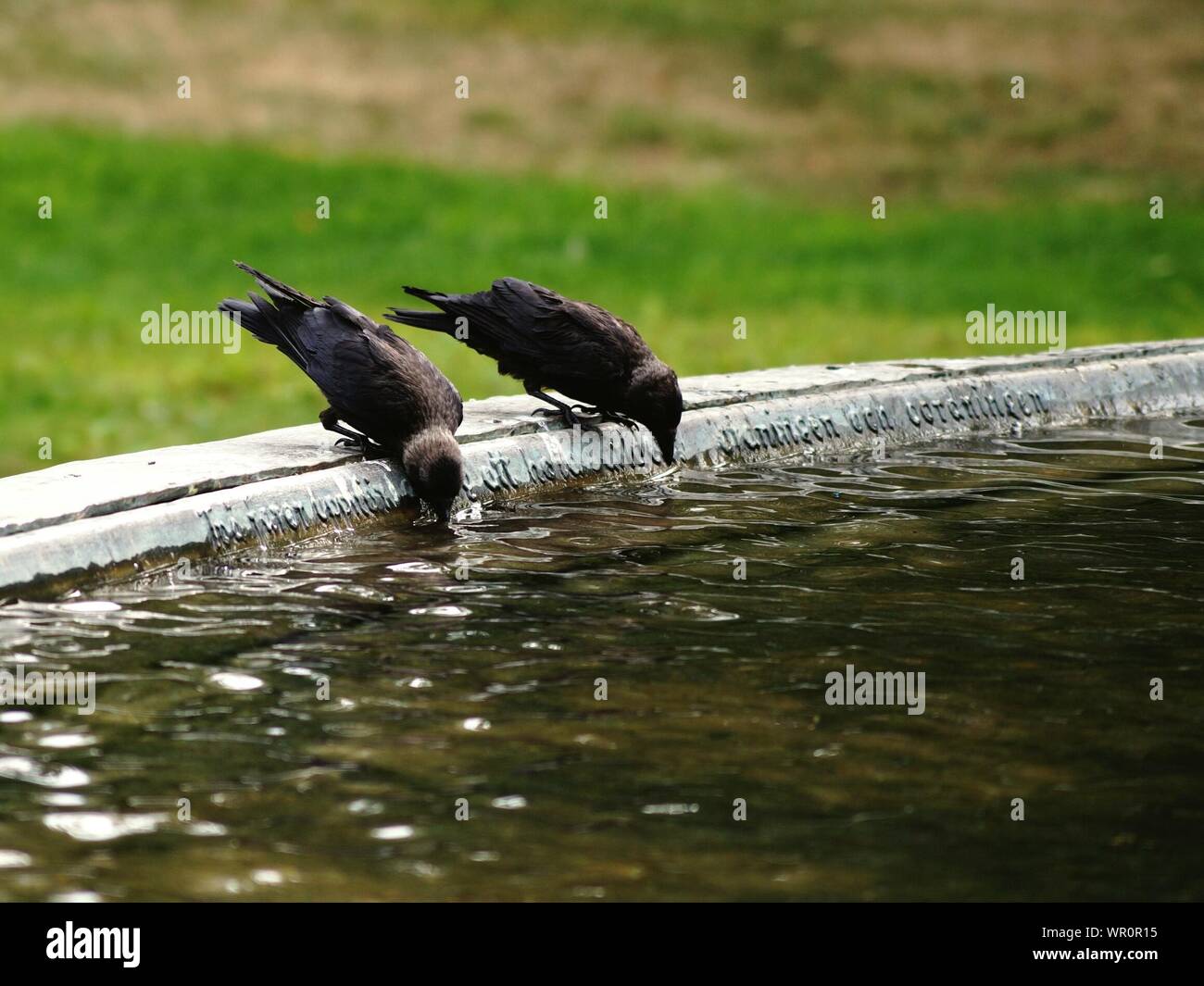 Bird drinking from lake hi-res stock photography and images - Alamy