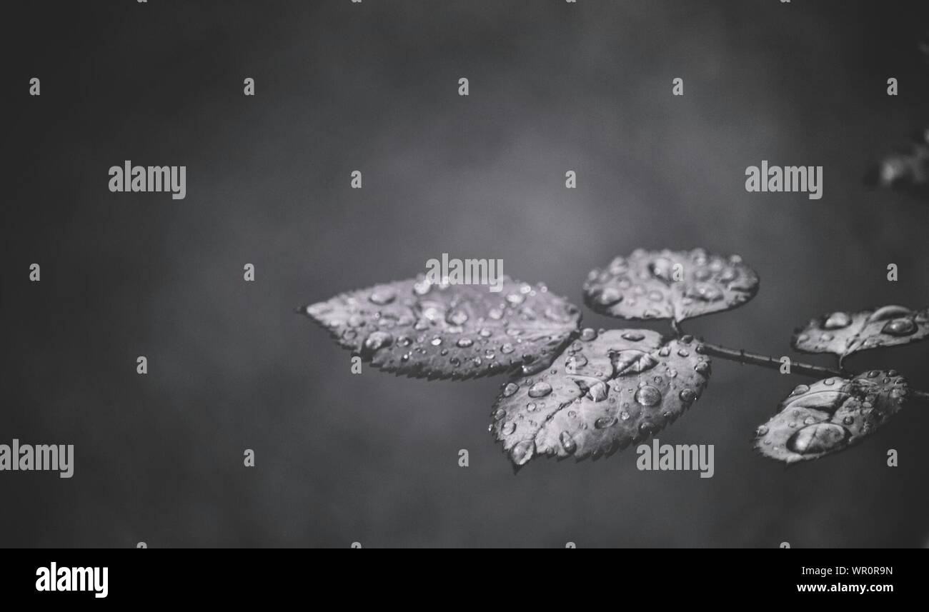 Gray rain High Resolution Stock Photography and Images - Alamy