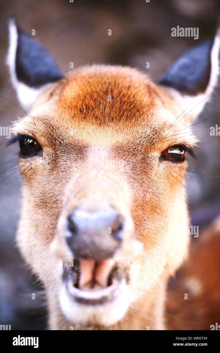 Deer teeth hi-res stock photography and images - Alamy