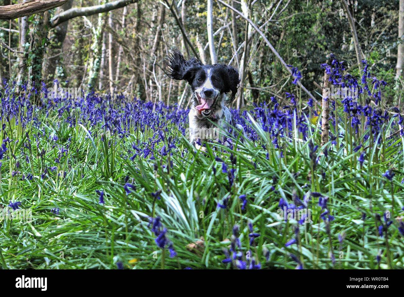 Dog running through grass hi-res stock photography and images - Alamy