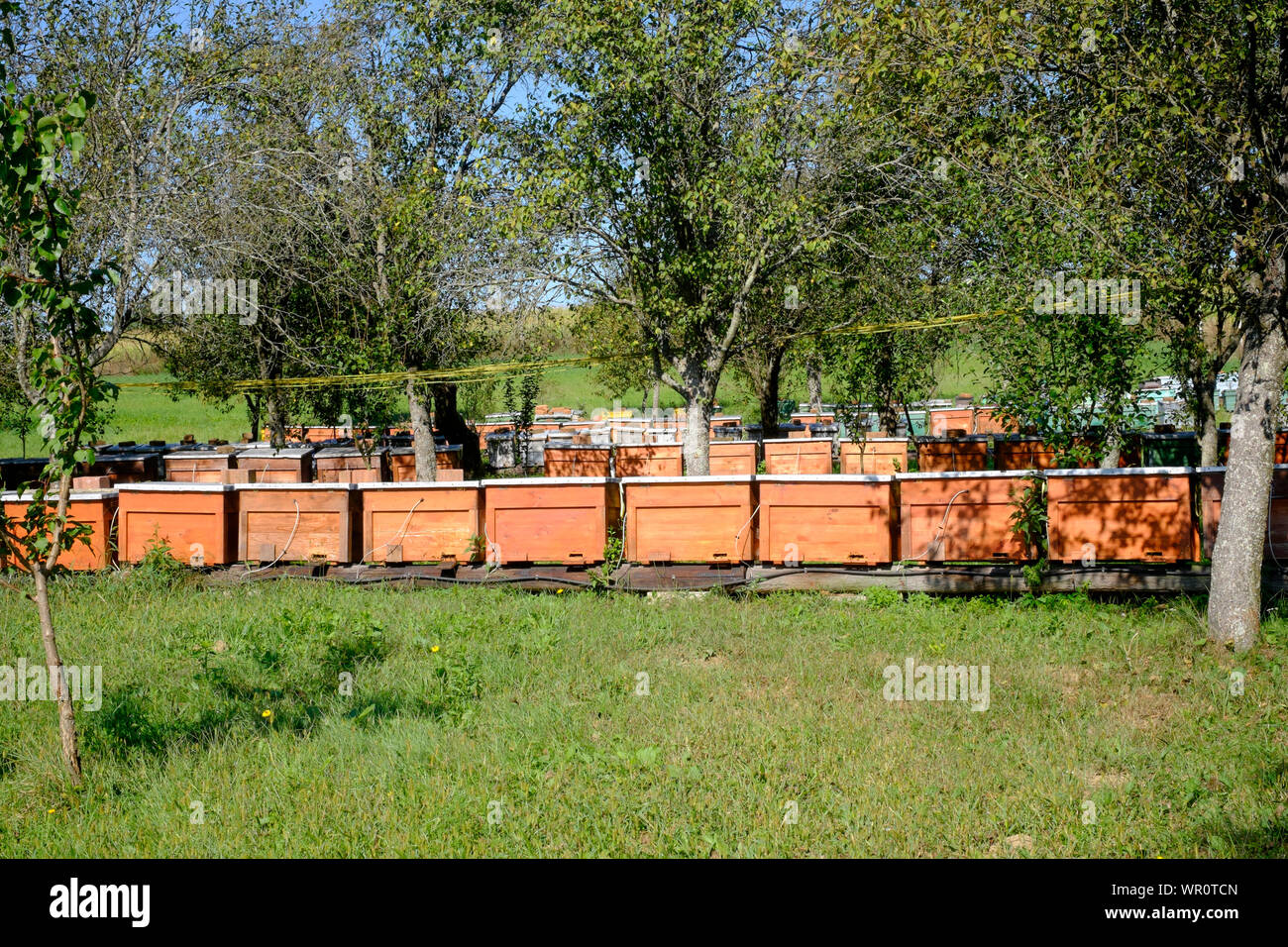 Apiaries hi-res stock photography and images - Alamy