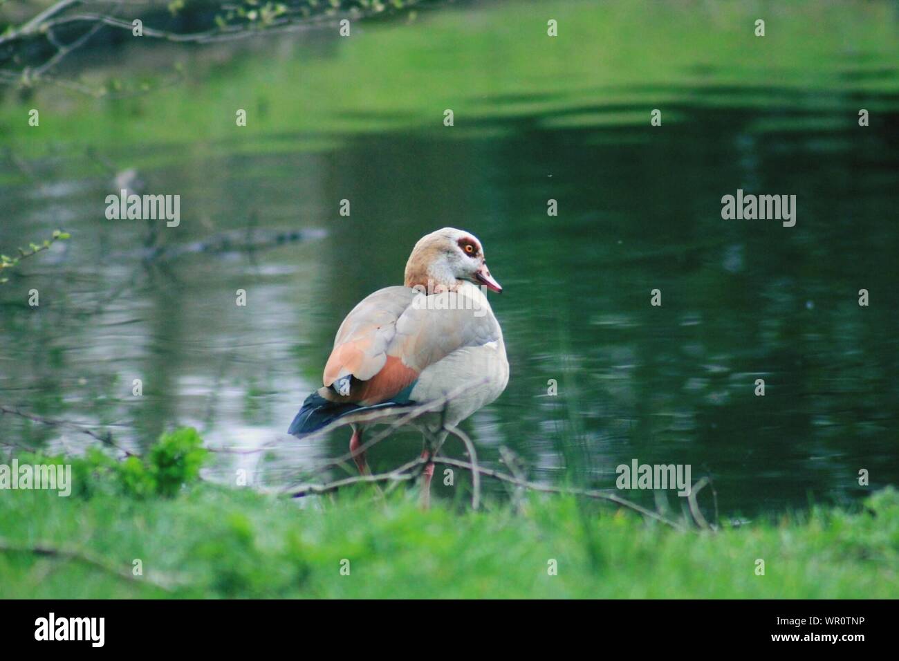 Rear view duck hi-res stock photography and images - Alamy