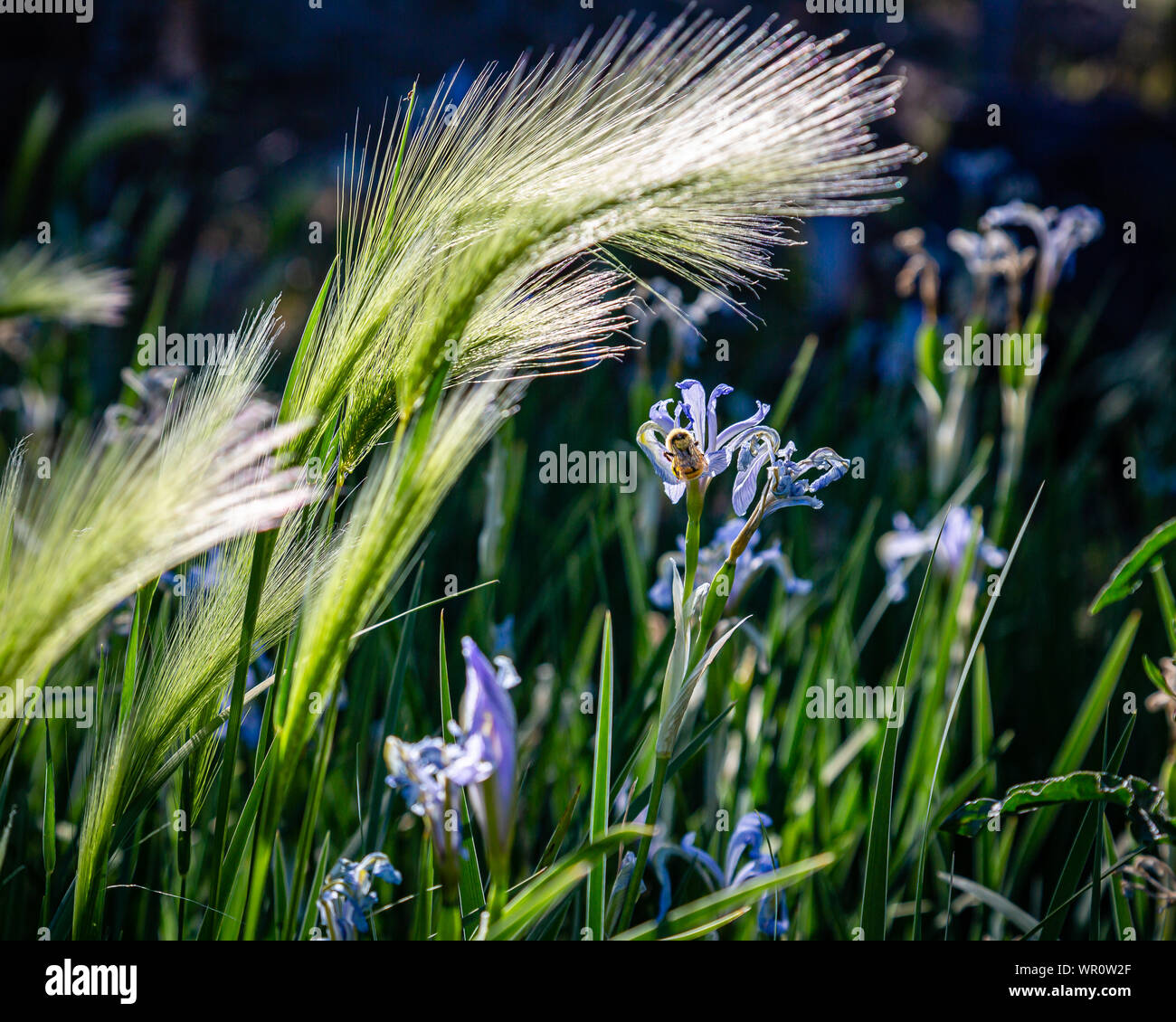 A bumble bee pollinates wild irises in the White Mountains of east ...