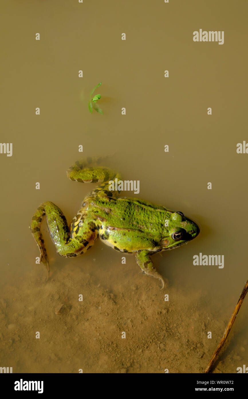 large bright green marsh frog pelophylax ridibundus in muddy shallow ...