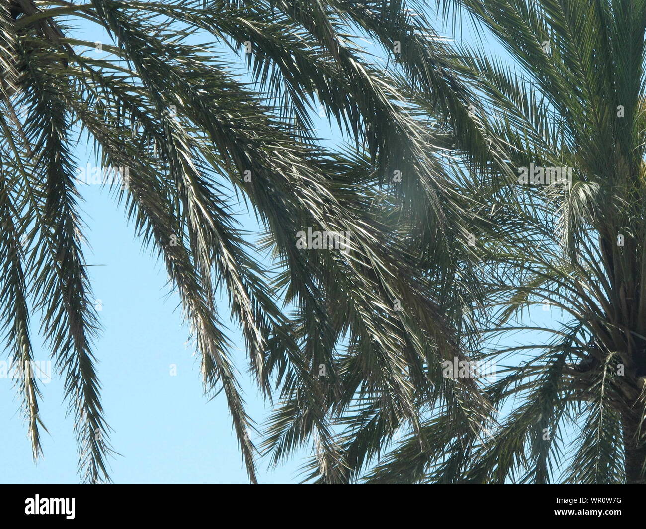 Palm tree fronds growth hi-res stock photography and images - Alamy