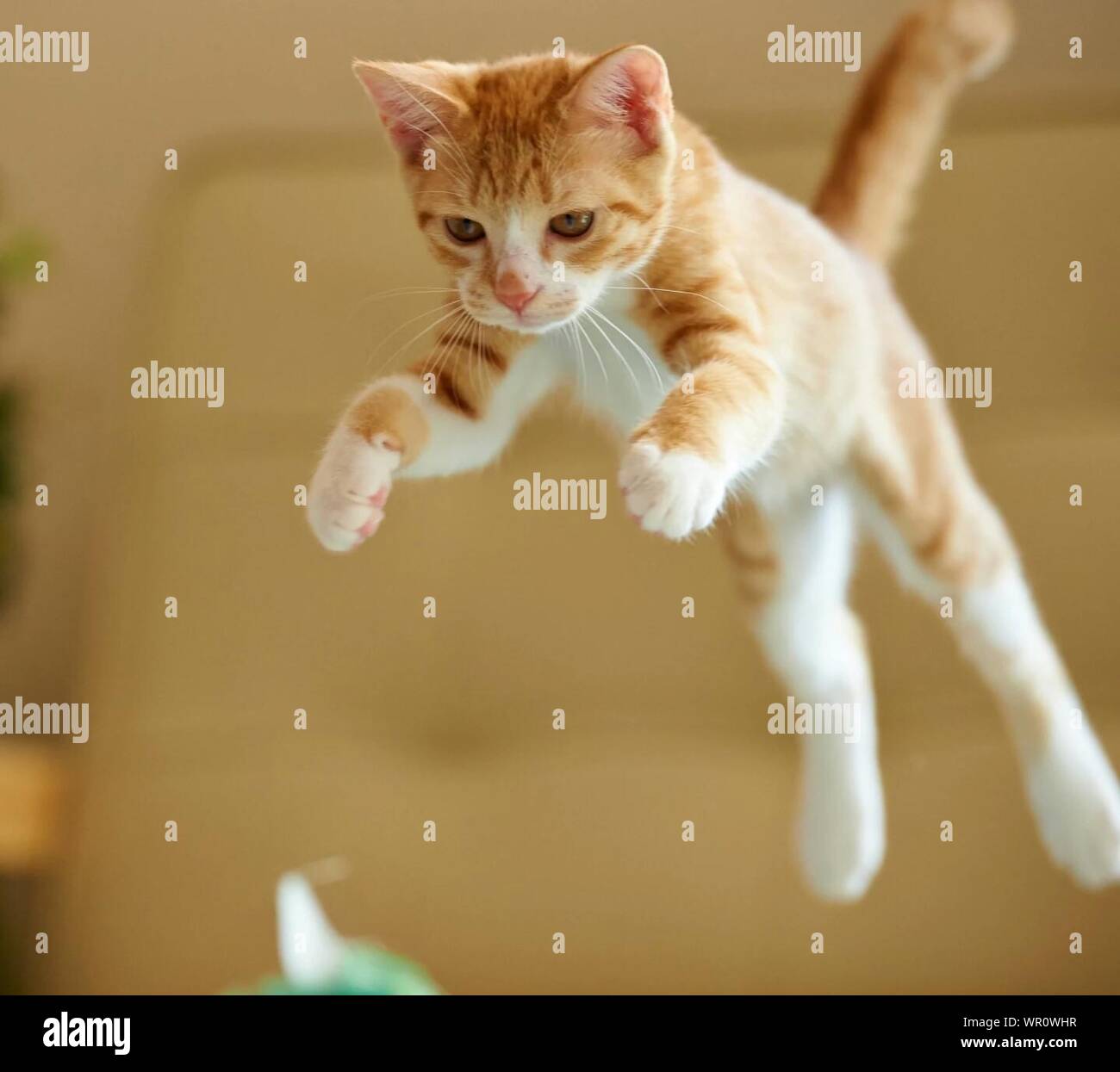 Jumping Cats High Resolution Stock Photography and Images - Alamy
