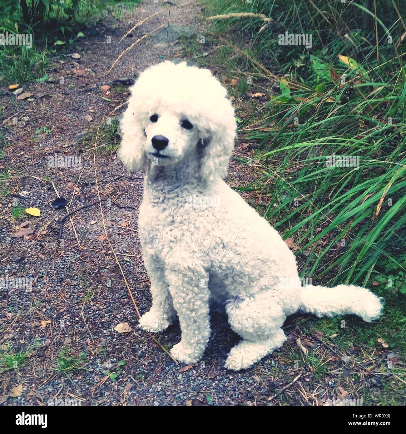 Sitting poodle hi-res stock photography and images - Alamy