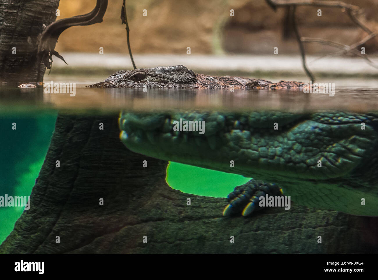 Alligator surface water hi-res stock photography and images - Alamy